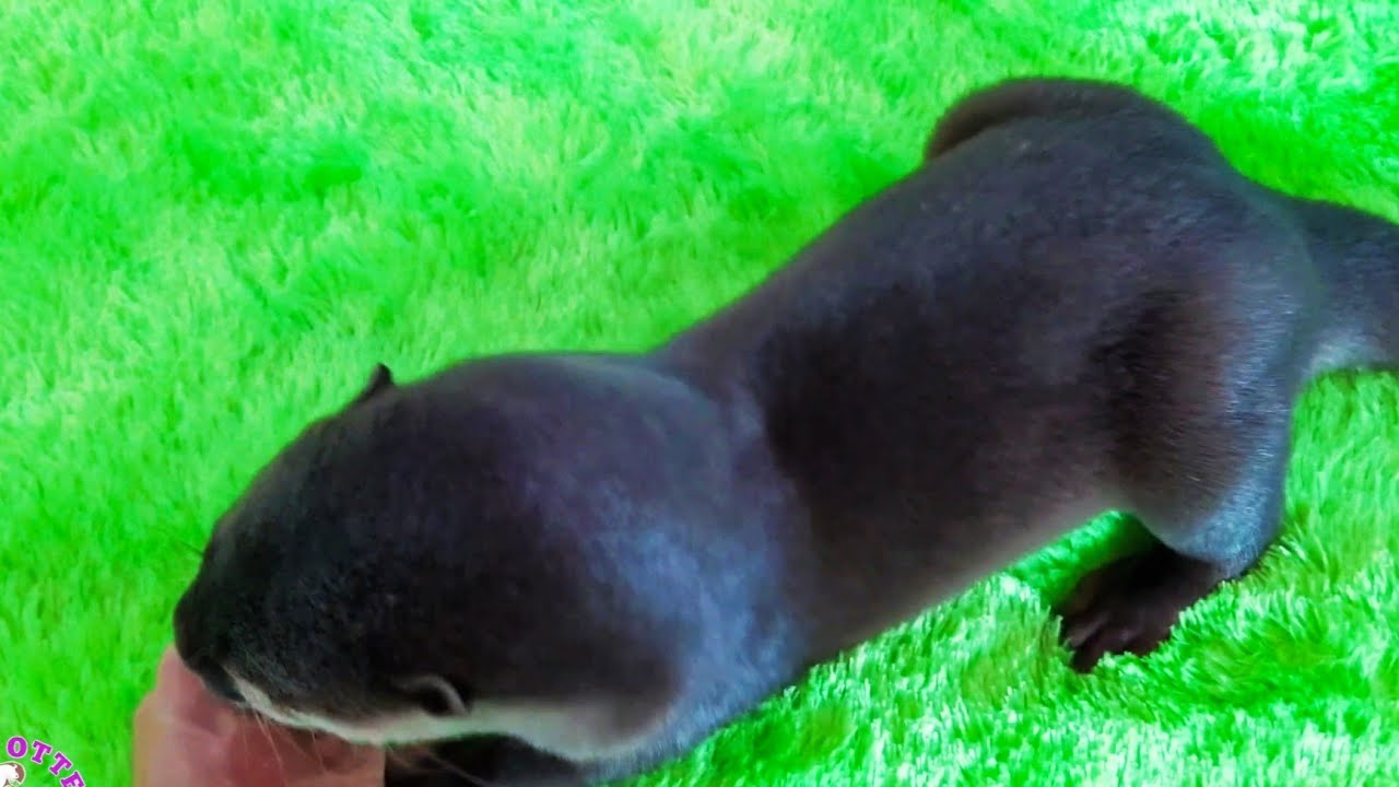 Otter cute bermain kelereng | Otter playing marbles - YouTube
