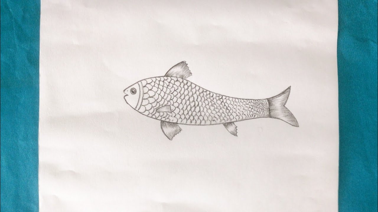 how to draw fish / fish drawing with pencil / fish drawing class 10 / # ...