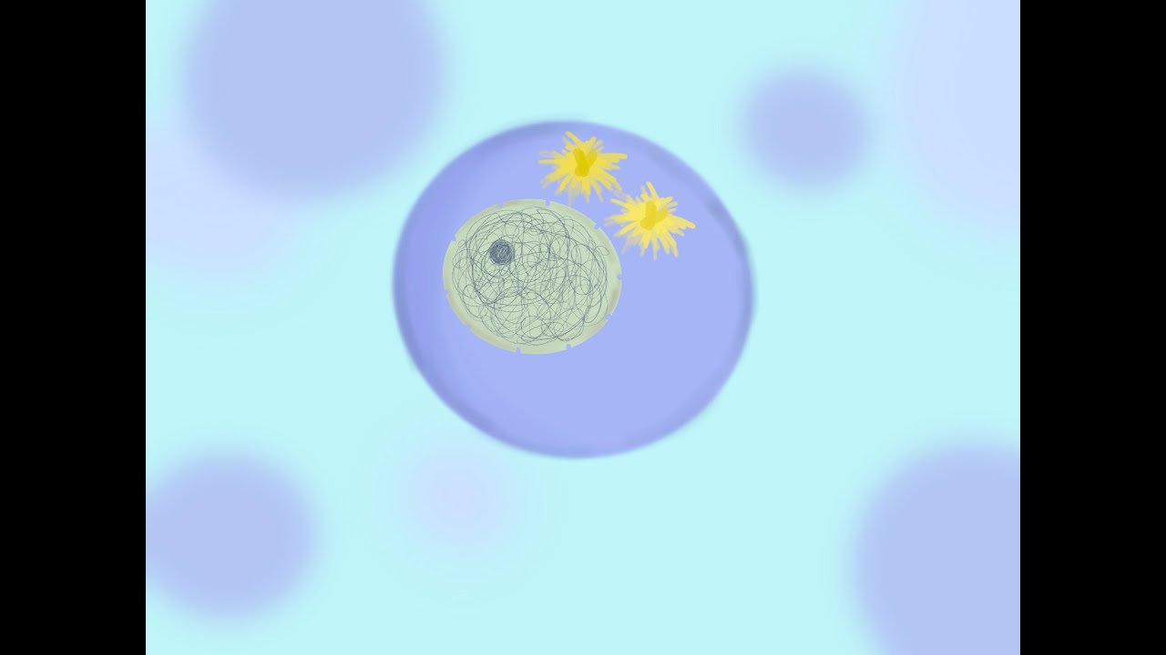 Mitosis in an Animal Cell Animation - YouTube
