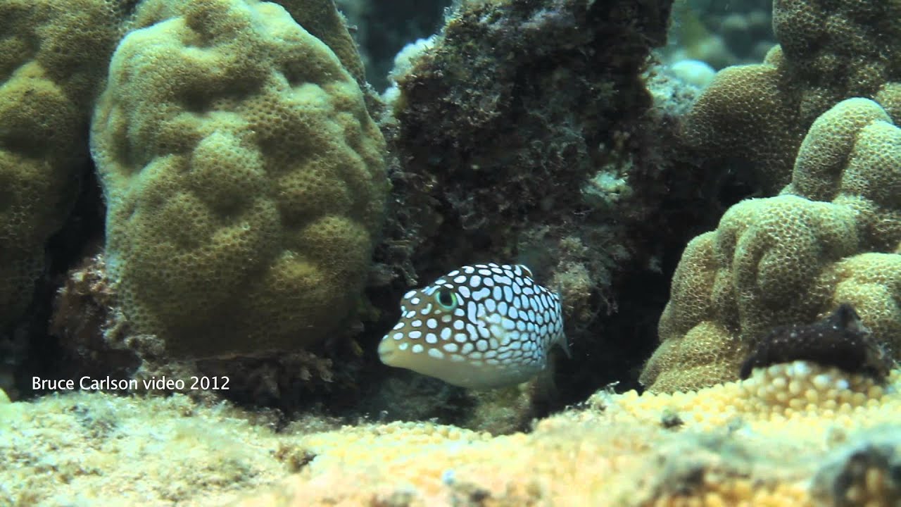 Hawaiian whitespotted toby - YouTube