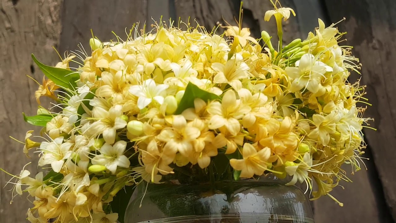 ดอกกันเกราในแจกัน Beautiful Fagraea fragrans flowers - YouTube