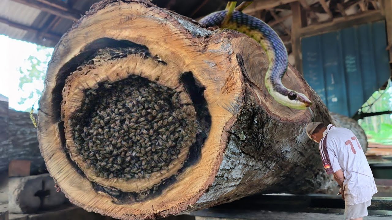 It's amazing how skilled the workers are when they are splitting teak ...