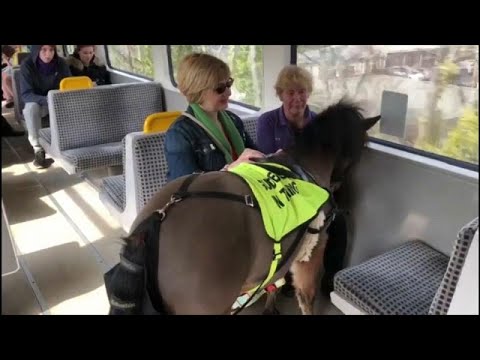 Rehber poni görev başında! Özel eğitimli atlar görme engellilere yol gösteriyor