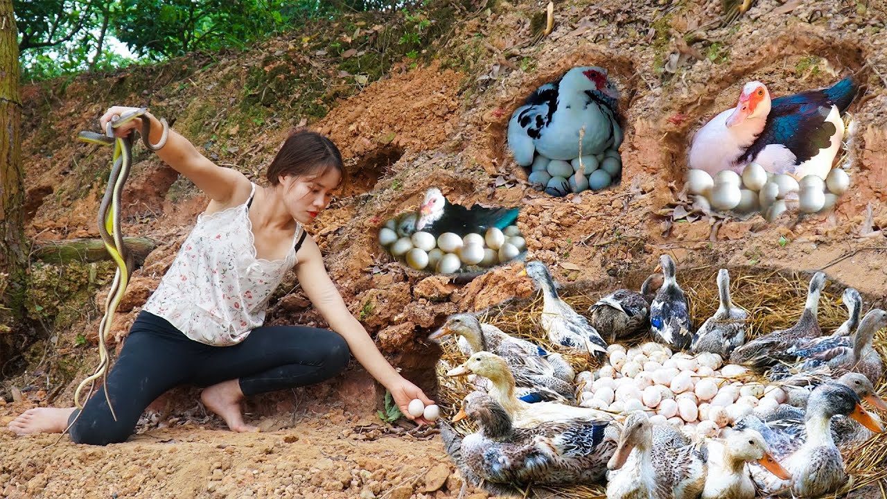Snake Attacks Duck Egg Nest - Creating Safe Nest for Duck Egg Laying ...