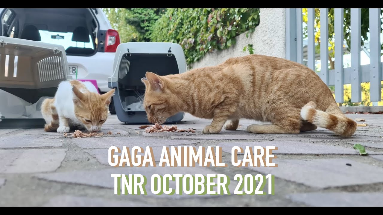 GaGa Animal Care - TNR October 2021 - YouTube