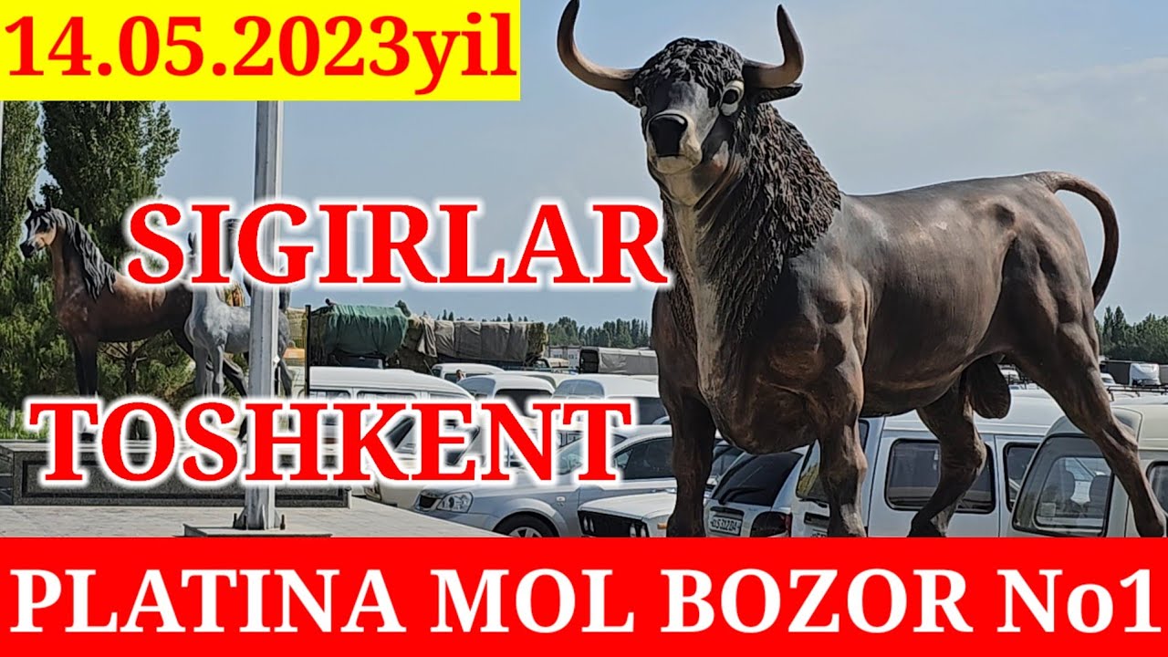 PLATINA MOL BOZOR. SIGIR G'UNAJIN NAR,LARI BN TANISHING. BOZOR ZO'R BO ...