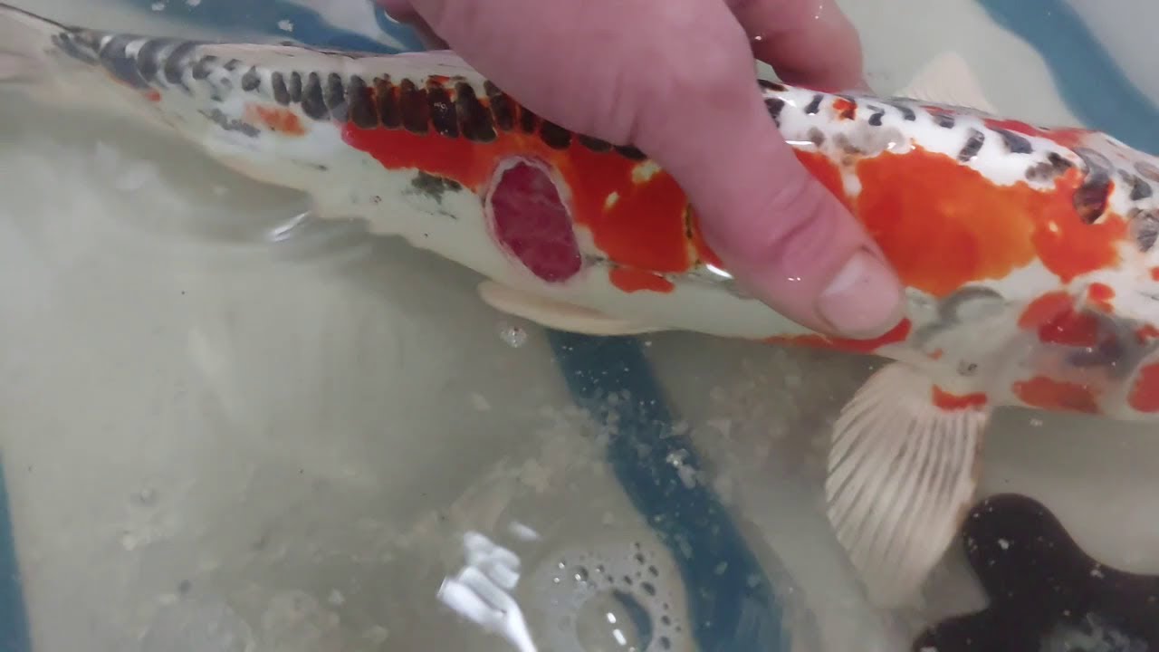 koi Rescue Update SALT BATH #fish #koi #ponds #aquarium - YouTube