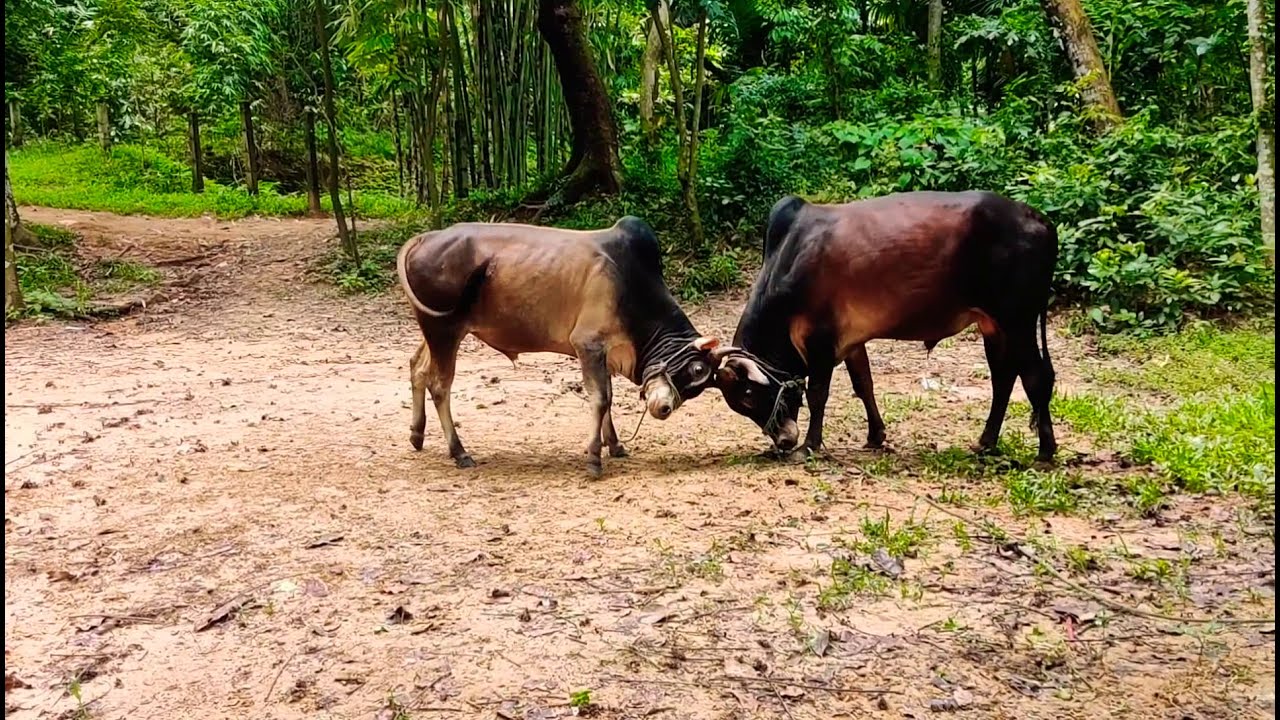 Cow fighting | Swan | Cat - YouTube