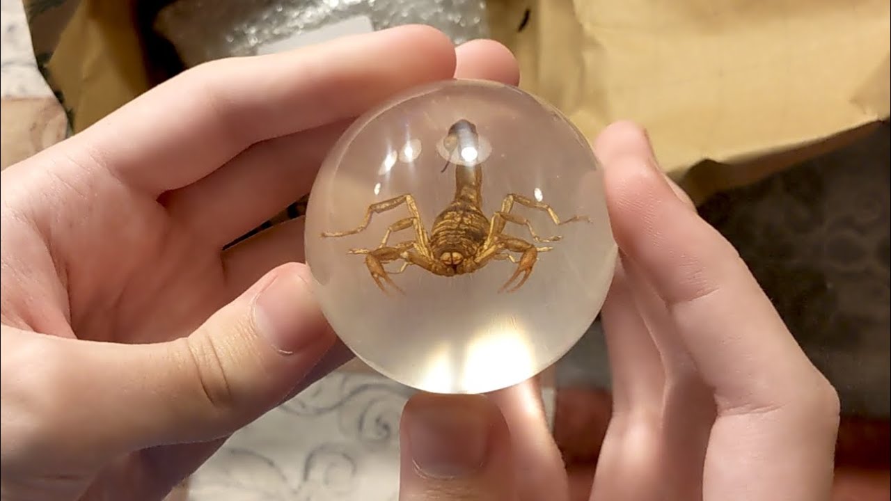 2022 Mystery Holiday Bone Box from Skulls Unlimited Unboxing - YouTube