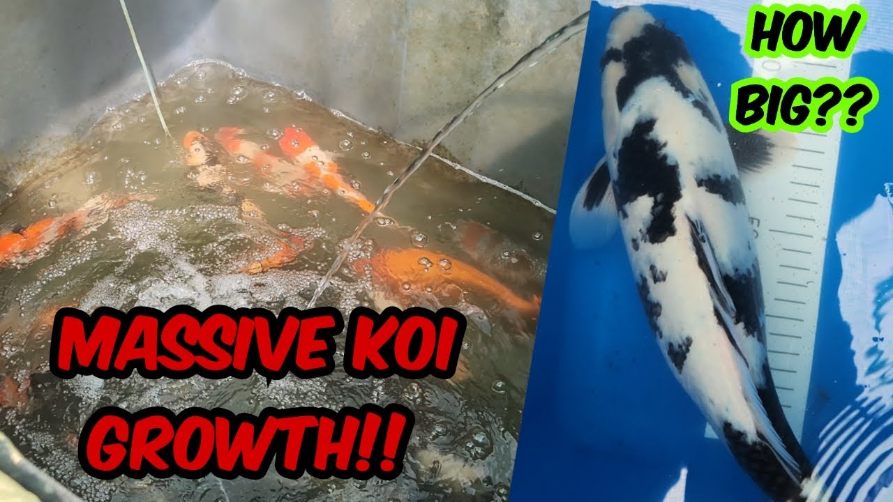 Growing Huge koi at home - you can do it - IBC 6 months result. - YouTube