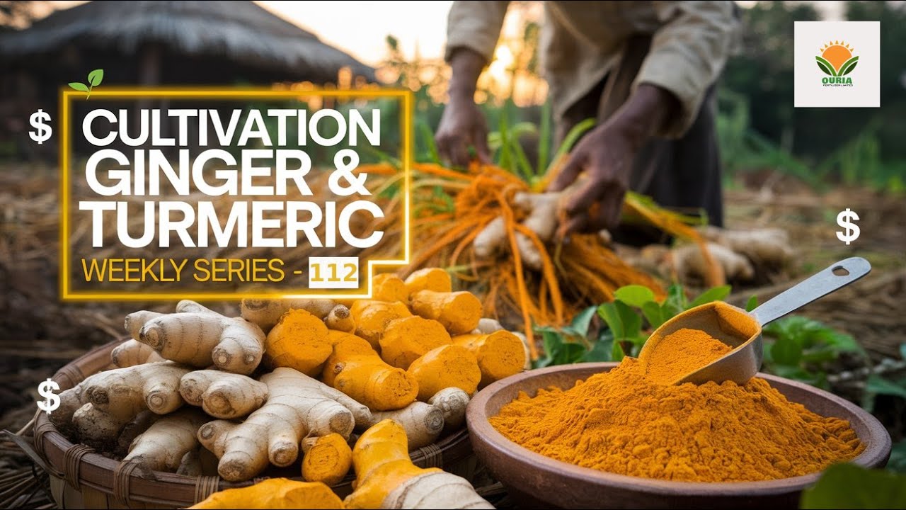Ginger & Turmeric Cultivation in Nigeria | Planting, Harvesting, and ...