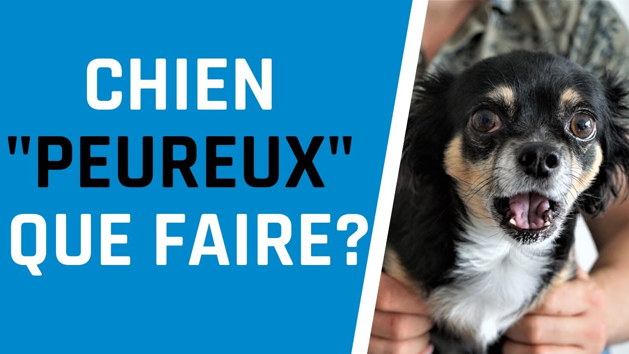 CHIEN CRAINTIF ET PEUREUX : COMMENT FAIRE ? - YouTube