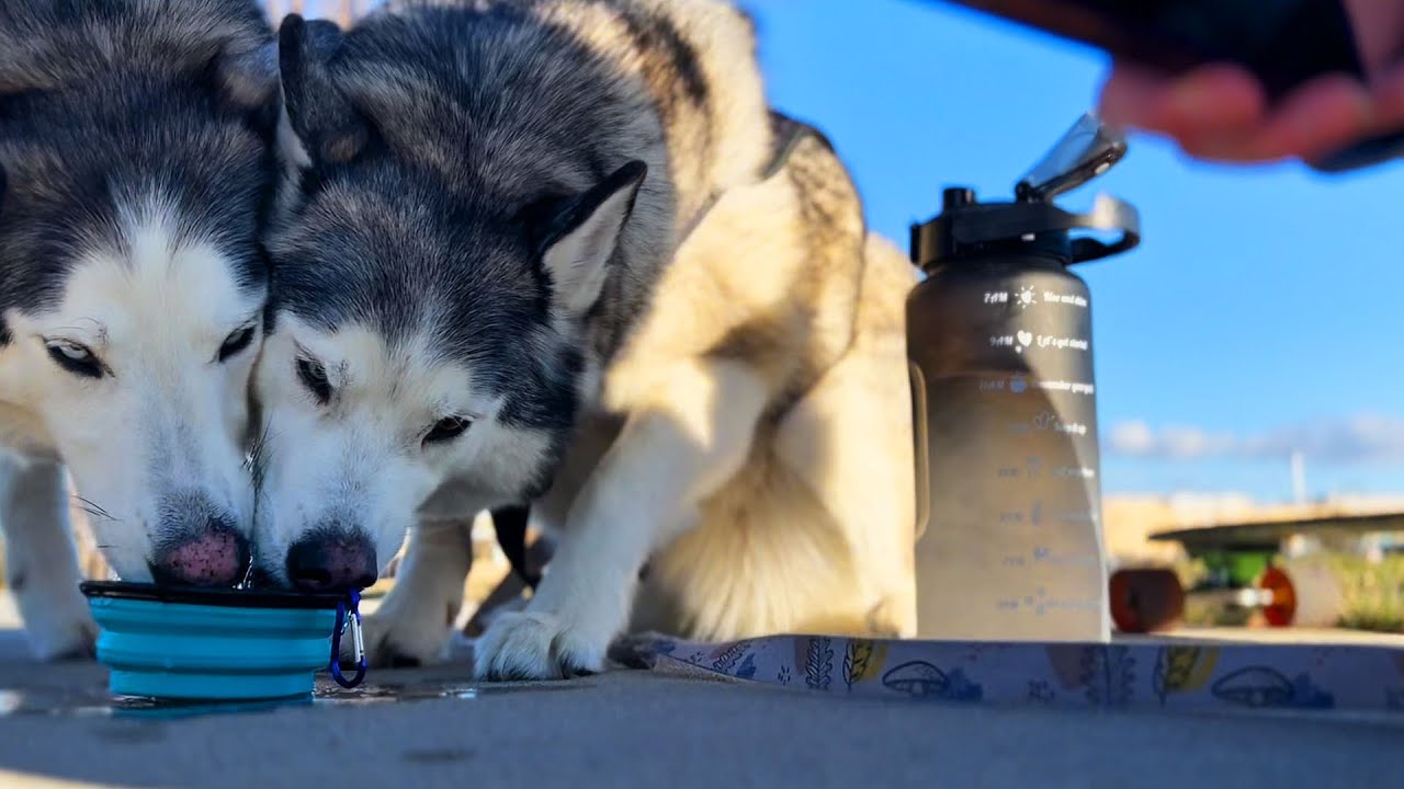 Going to the Park with My Huskies to Longboard 🐶🛹 - YouTube