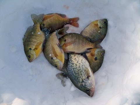 Nice Panfish Being Caught in Minnesota - YouTube