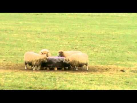 Feed Block for Sheep and Cattle from Dallas Keith Ltd - YouTube