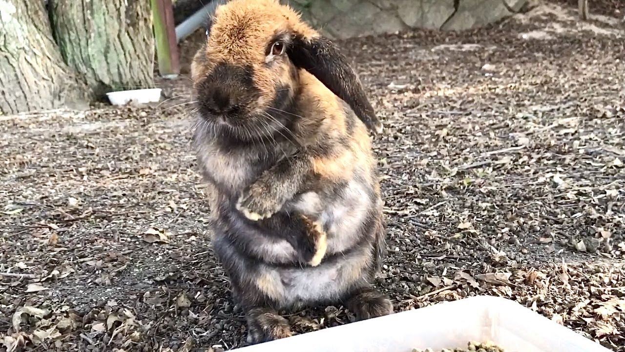 The flab stored in her belly is too cute! | Rabbit - YouTube