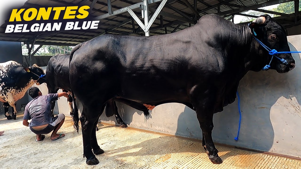 Kontes Sapi Belgian Blue - YouTube