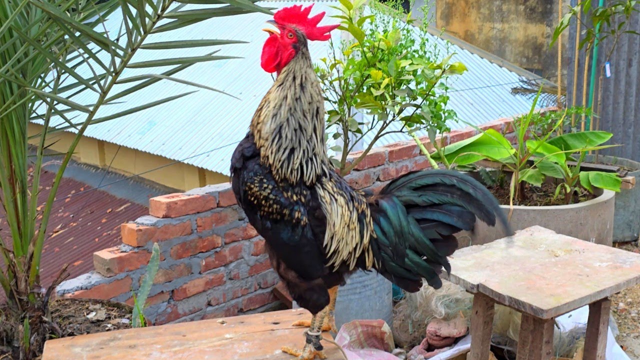 fancy rooster - YouTube