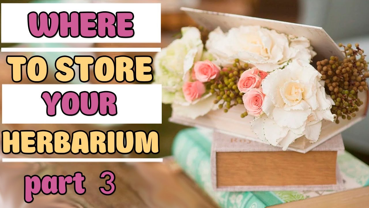 Box with herbarium. Storage method Part 3 How to store dried flowers ...