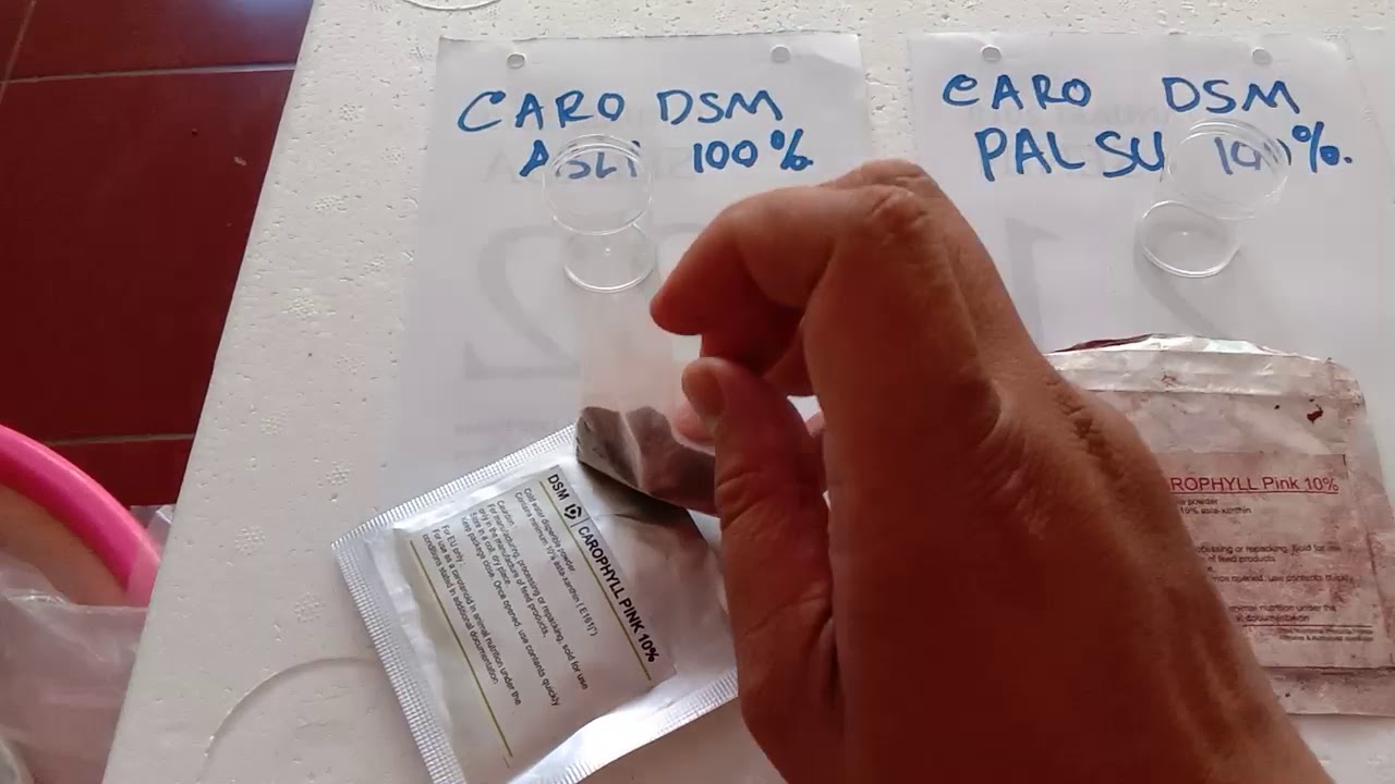 Perbedaan Carophyll DSM asli dgn yg palsu - YouTube