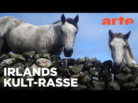 Connemara: Wie das Land, so das Pony | 360° Reportage Reupload | ARTE Fernweh