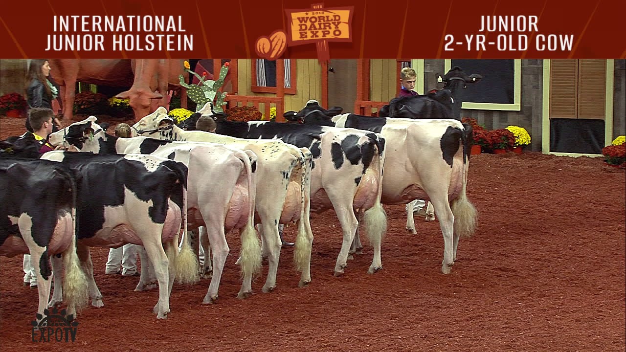 1727 Junior Holstein Two Year Old Cow - YouTube