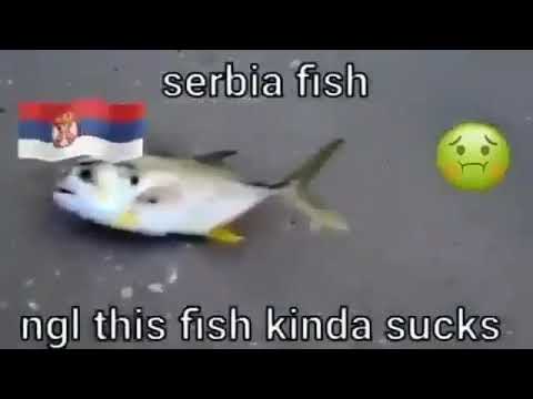 serbian fish vs bosnian fish - YouTube