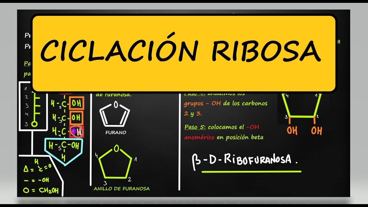 Ciclación de Monosacáridos. Paso a paso. RIBOSA. Proyección de Haworth ...