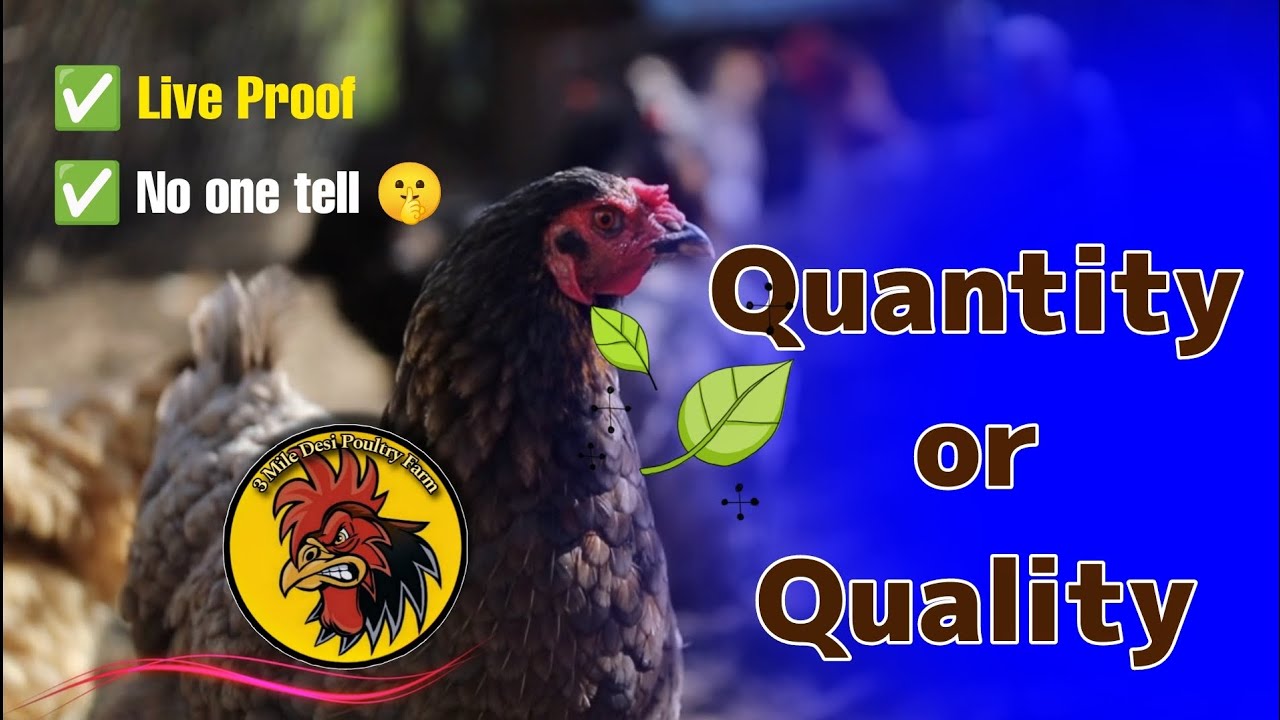 Quantity & Quality in poultry #poultary egg production - YouTube
