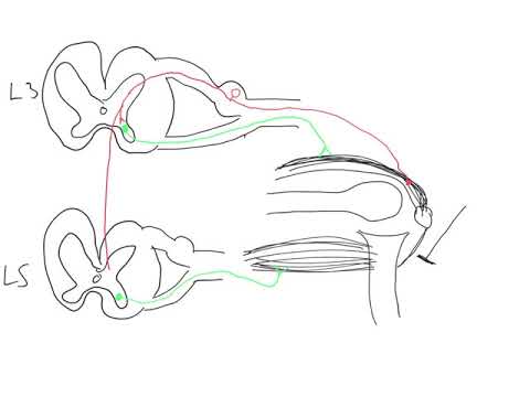 Spinal reflexes - modulation and co-ordination - YouTube
