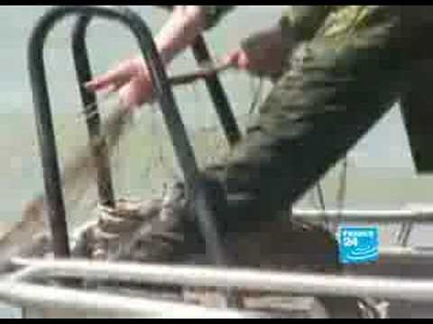 Caviar smuggling in Dagestan