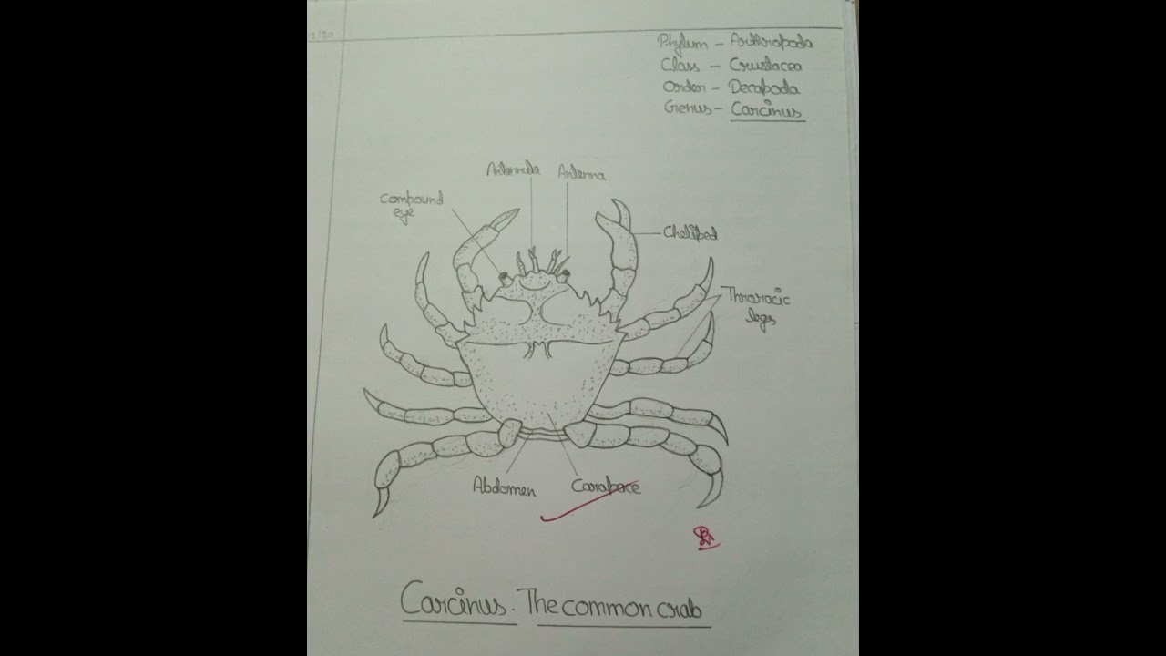 Carcinus (The common crab) diagram (biology) - YouTube