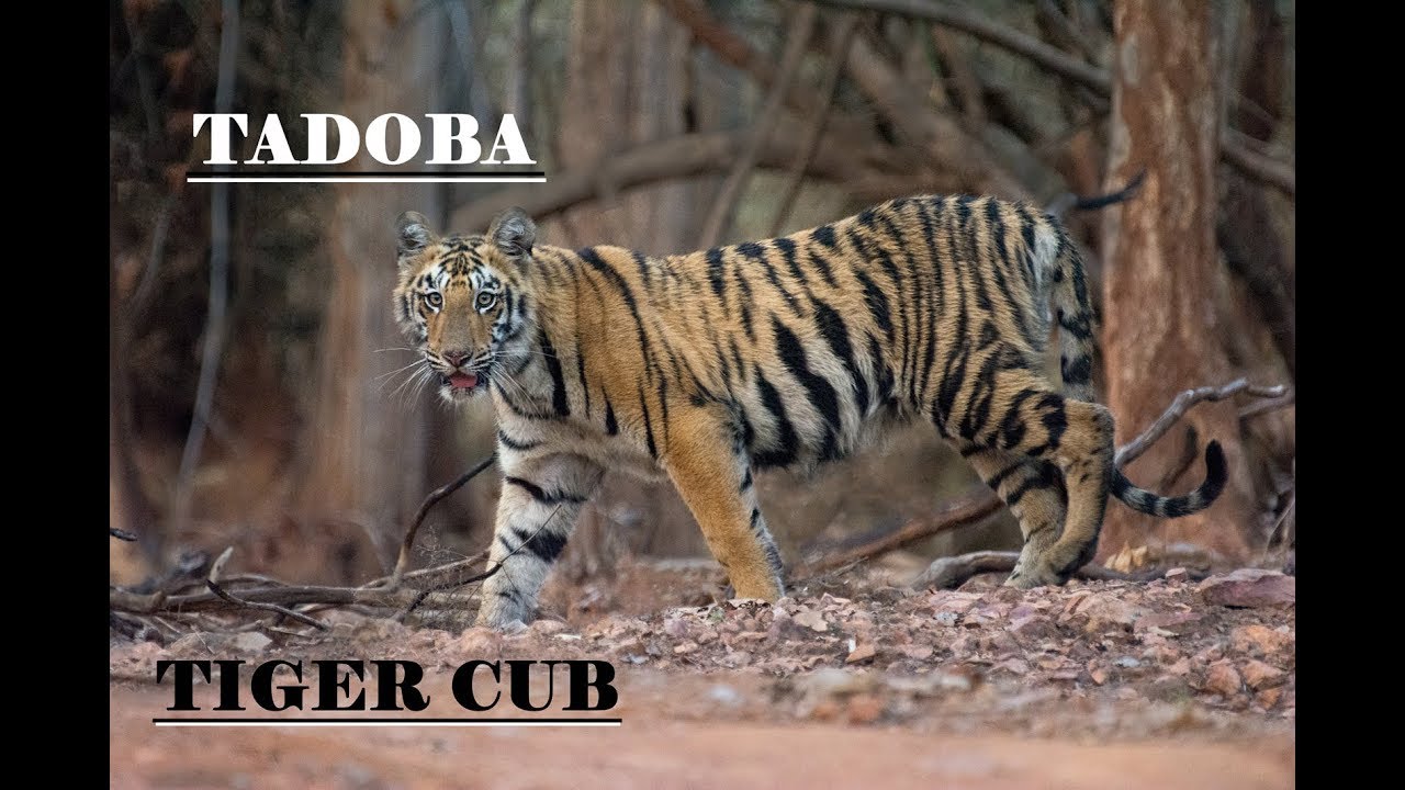 Tiger Cub | Tadoba National Park | Sonam Tigress Cub - YouTube
