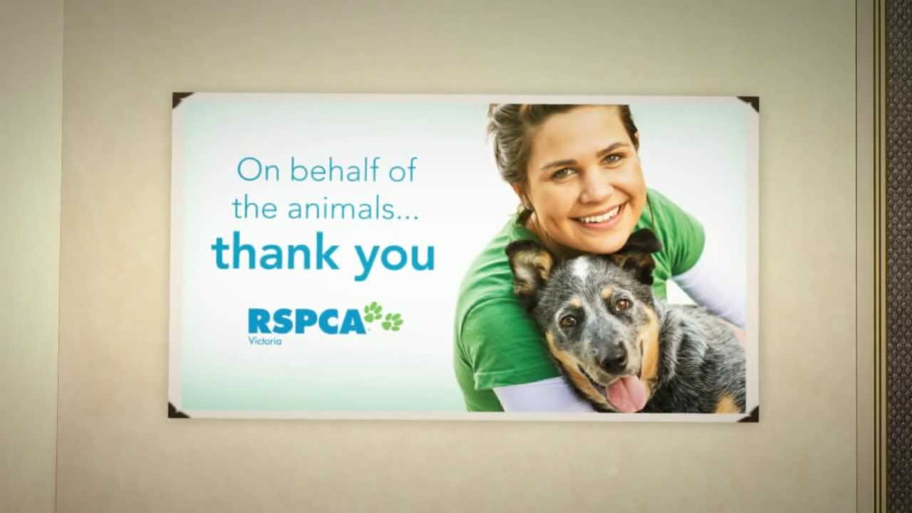 RSPCA Victoria Year In Review 2013 - YouTube