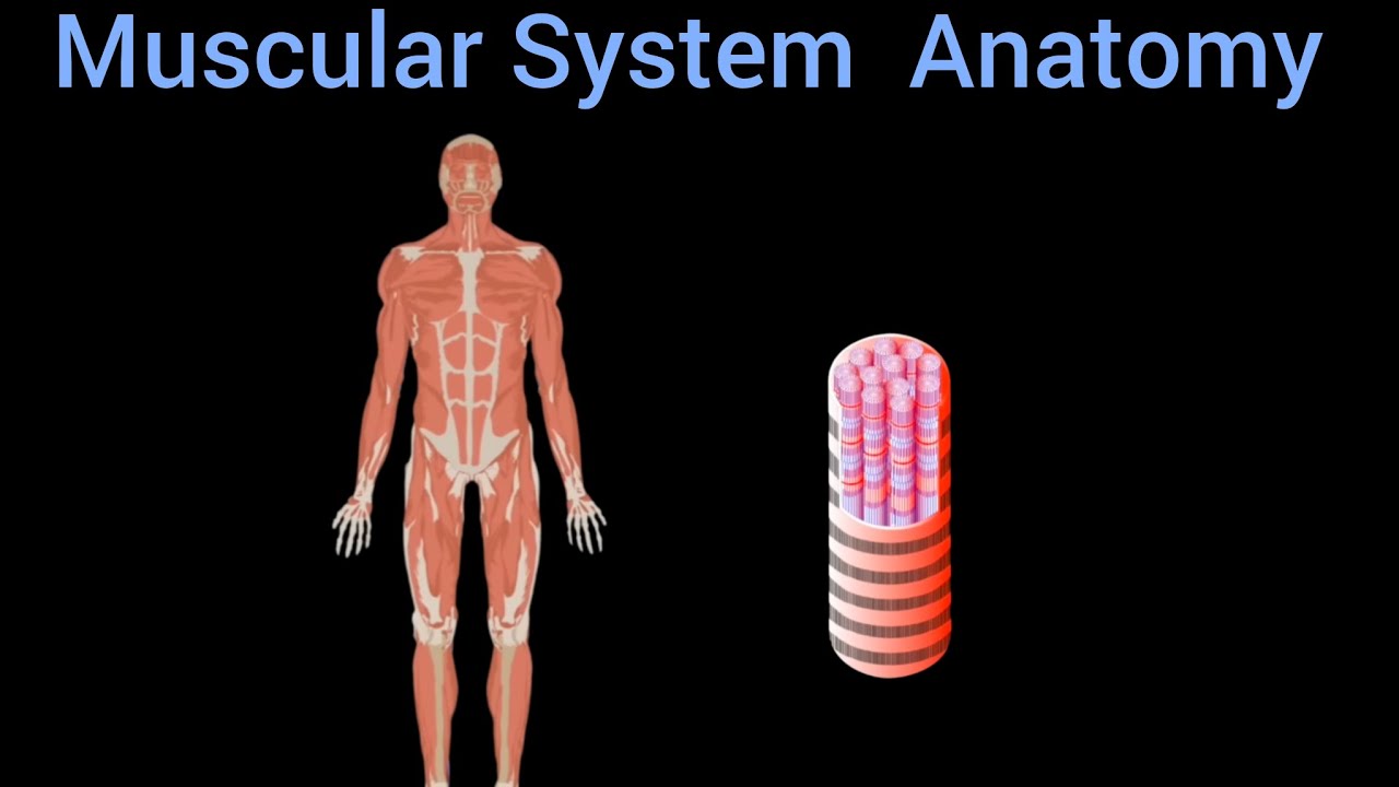The Muscular System Anatomy Song | Muscular System Anatomy | Ryley ...