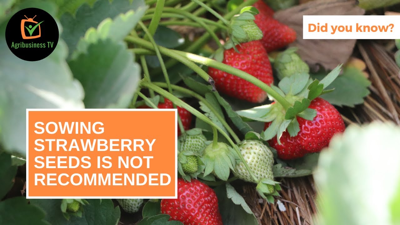 Did you know: Sowing strawberry seeds is not recommended - YouTube