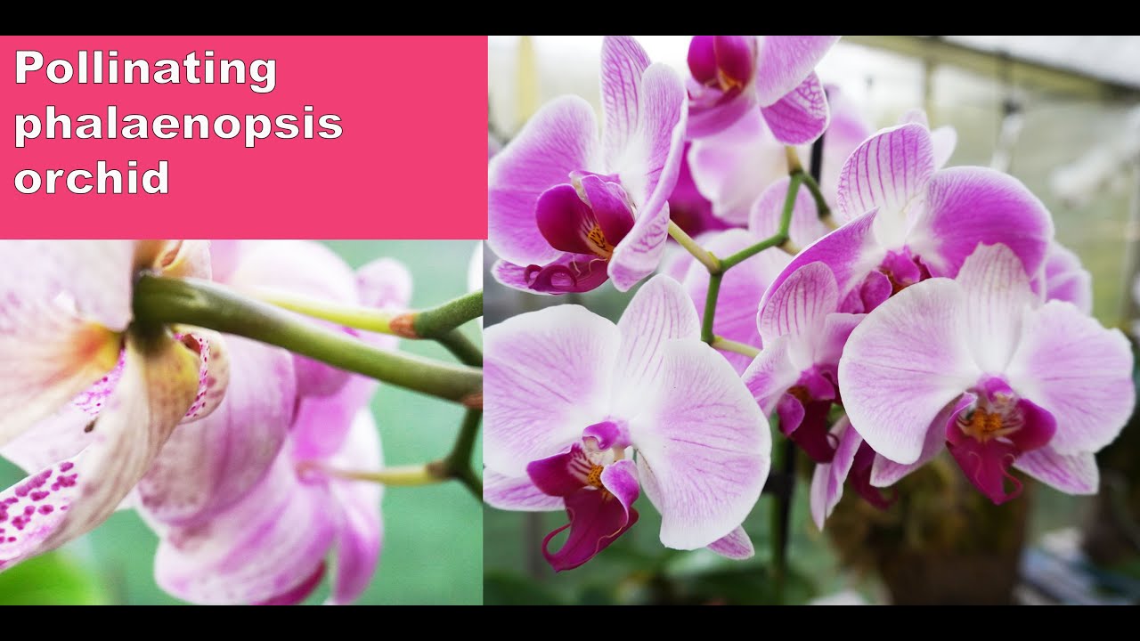 How to pollinate phalaenopsis orchid - YouTube