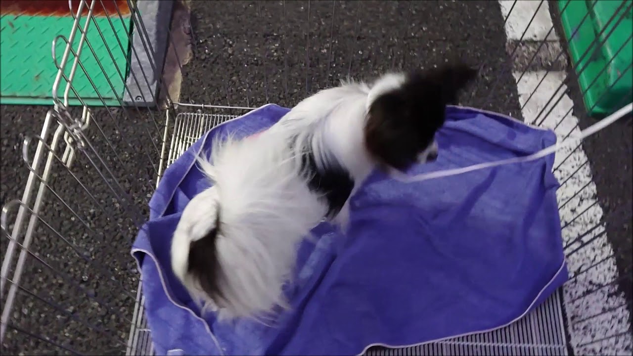 Papillon girl arrived at Japan from Sweden - YouTube