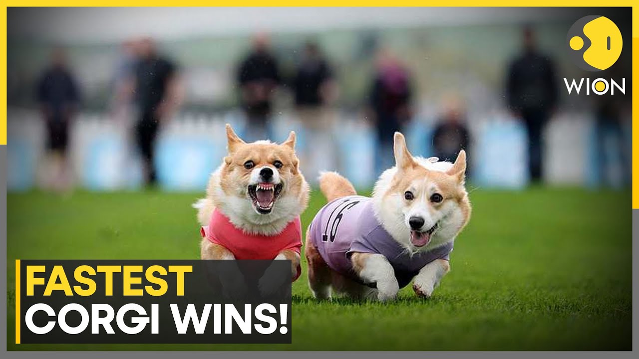 Annual Corgi Derby: Racing dogs compete head-to-head in Scotland ...