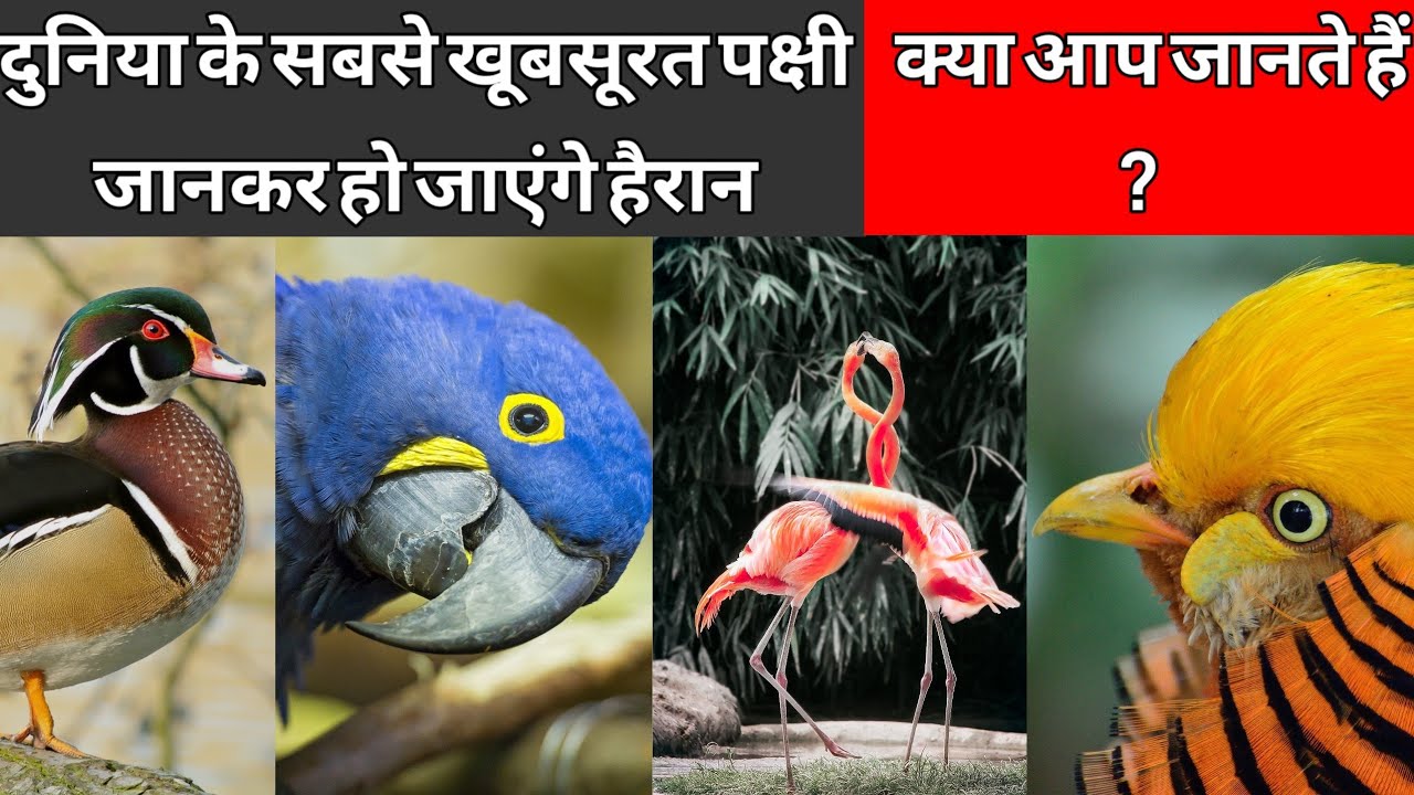 Duniya ke sabse khubsurat panchi।Duniya ka sabse khubsurat panchi kaun ...