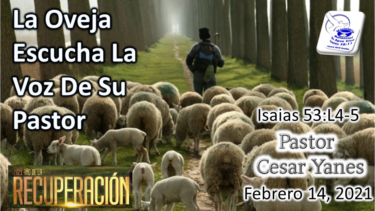 La Oveja Escucha La Voz De Su Pastor - YouTube