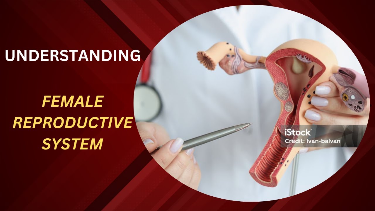 FEMALE REPRODUCTIVE SYSTEM - YouTube