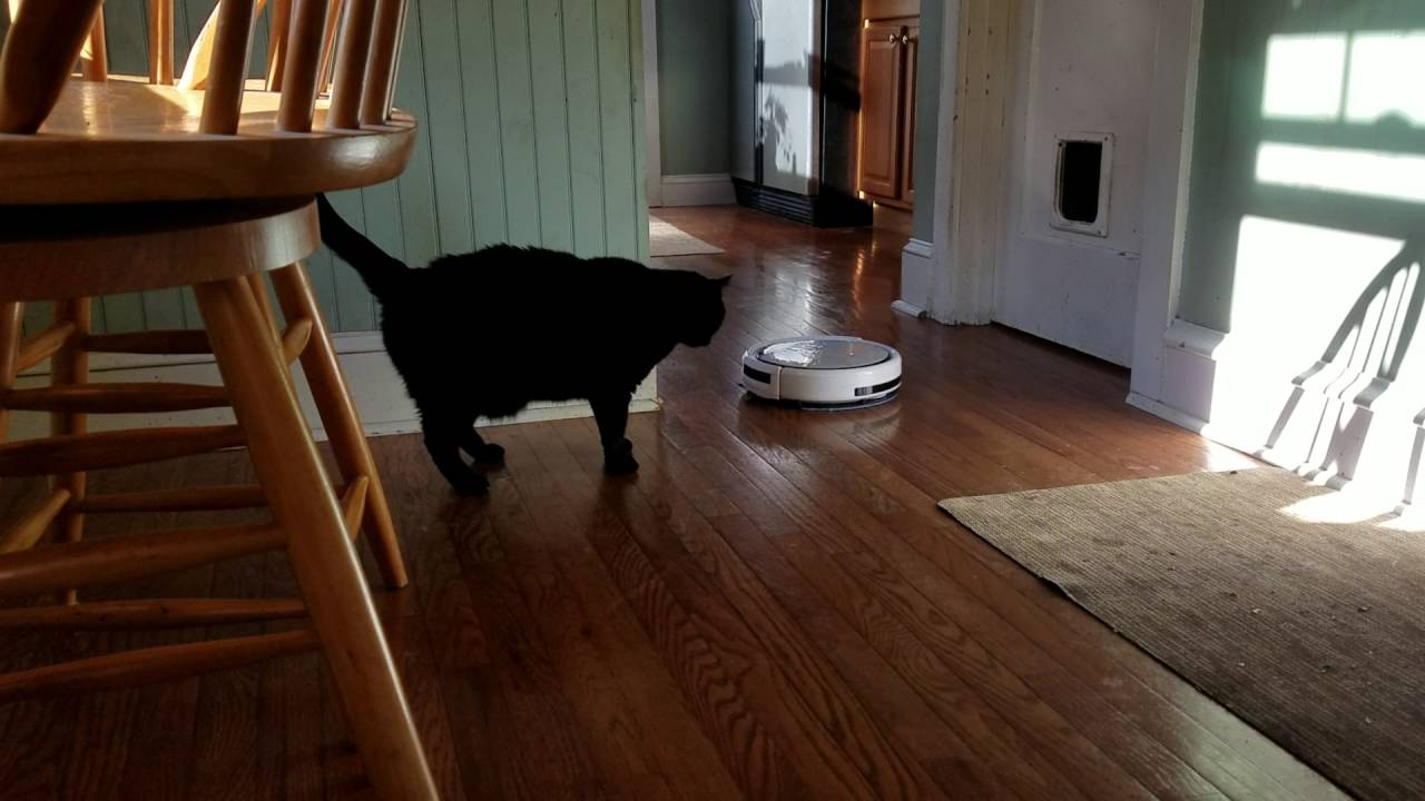 Kuma TV 21 Kuma vs the robot 2 - YouTube