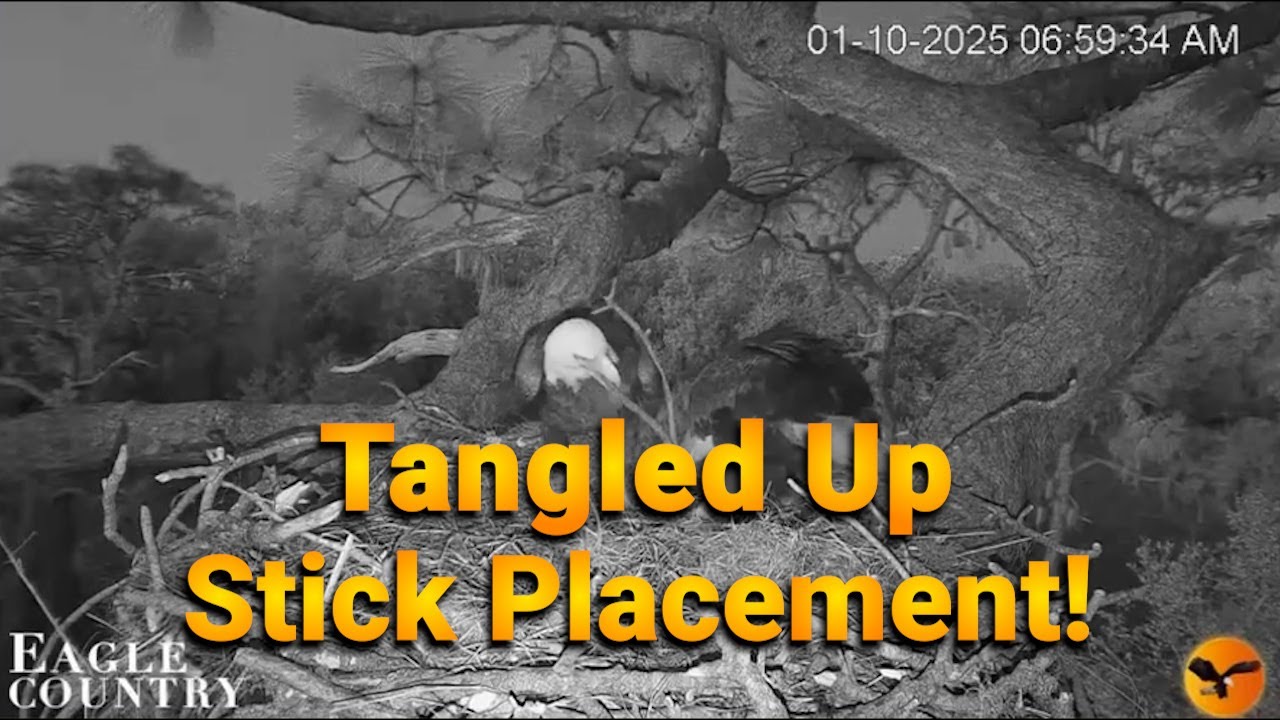 "Sticky" Placement or Tangled Up Adventure! | Eagle Country Bald Eagles ...