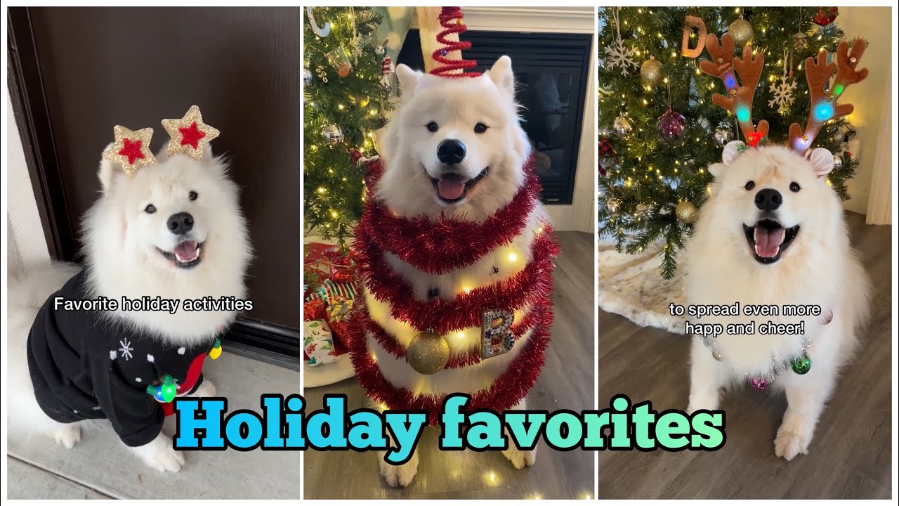 Compilation of our viral holiday videos - YouTube