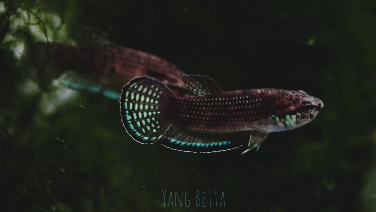 Betta Simplex Type 2 Spawning - YouTube