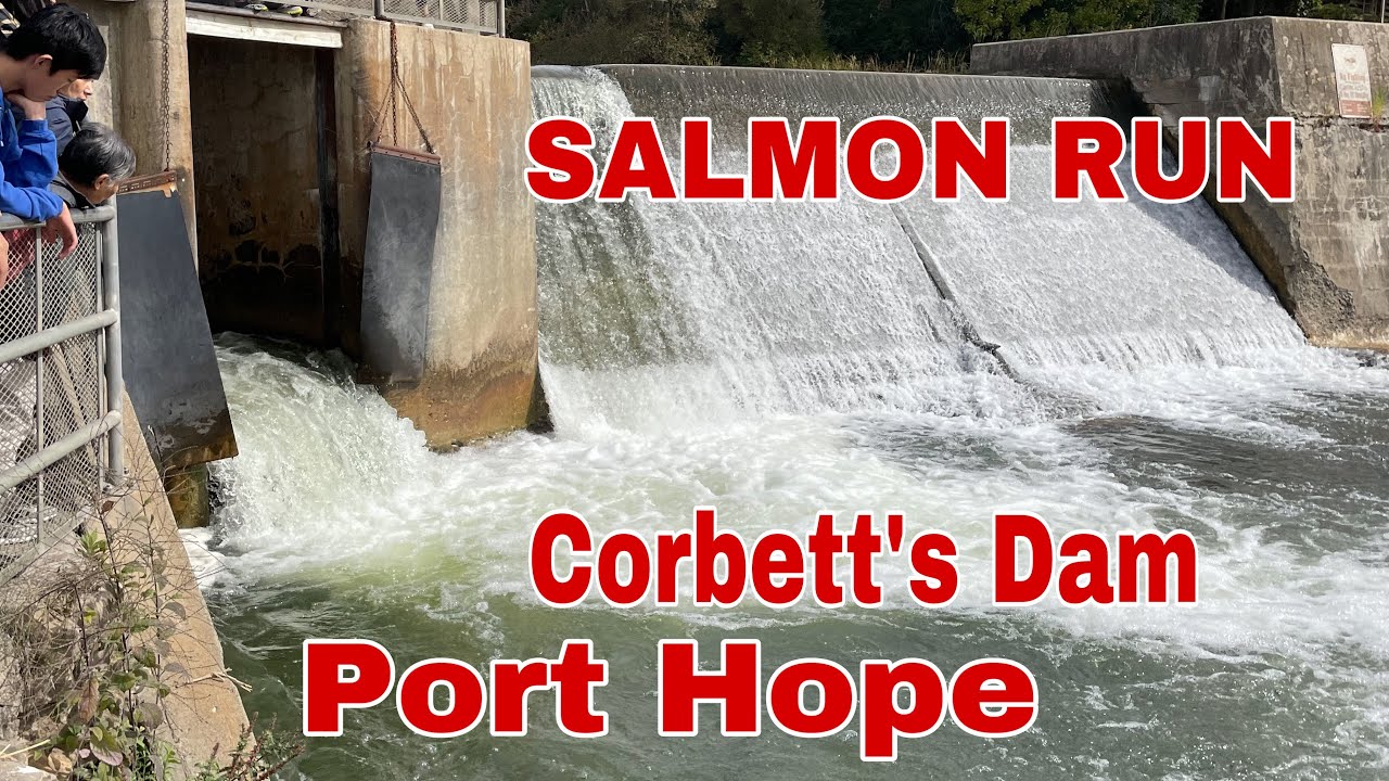 SALMON RUN @ CORBETT’S DAM,PORT HOPE//BEST SPOT TO WATCH SALMON RUN ...