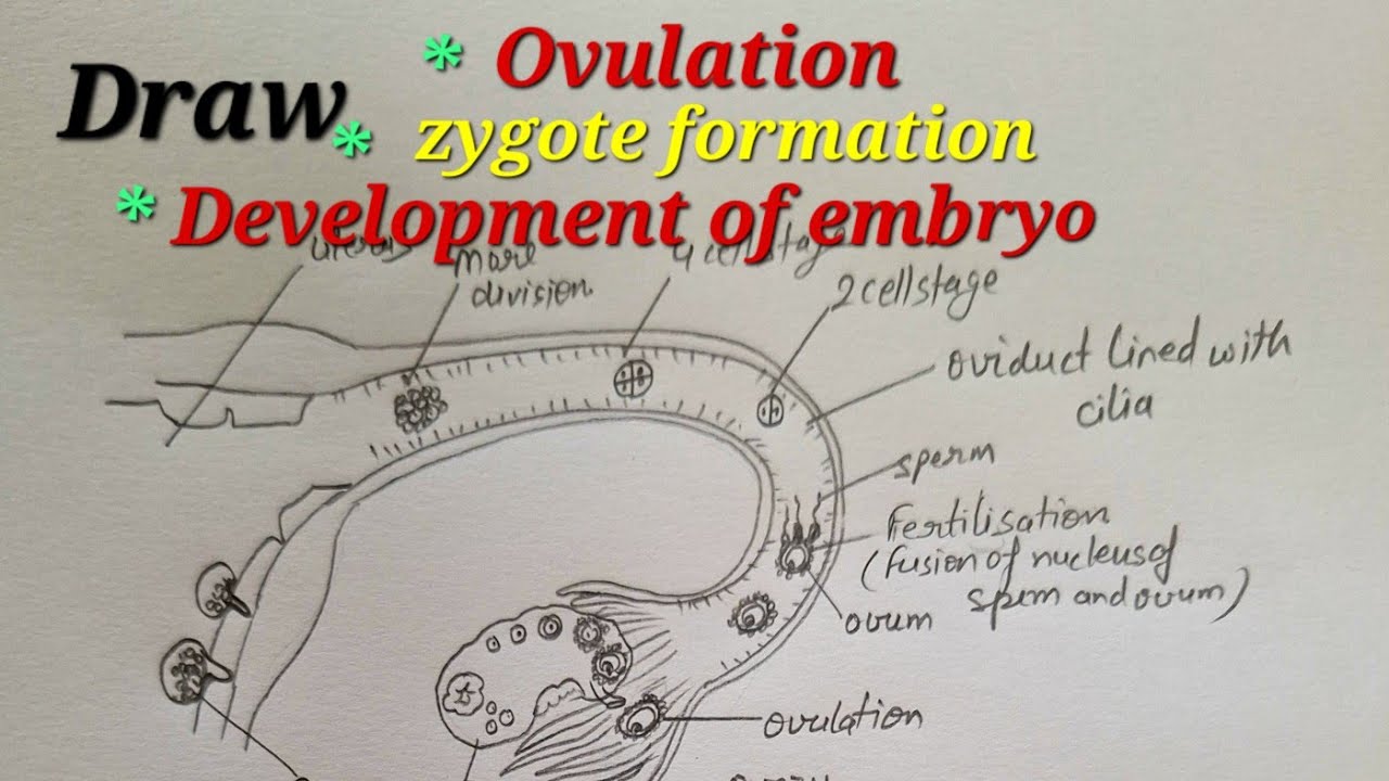 Development of embryo drawing easy , Draw ovulation easy in humans ...