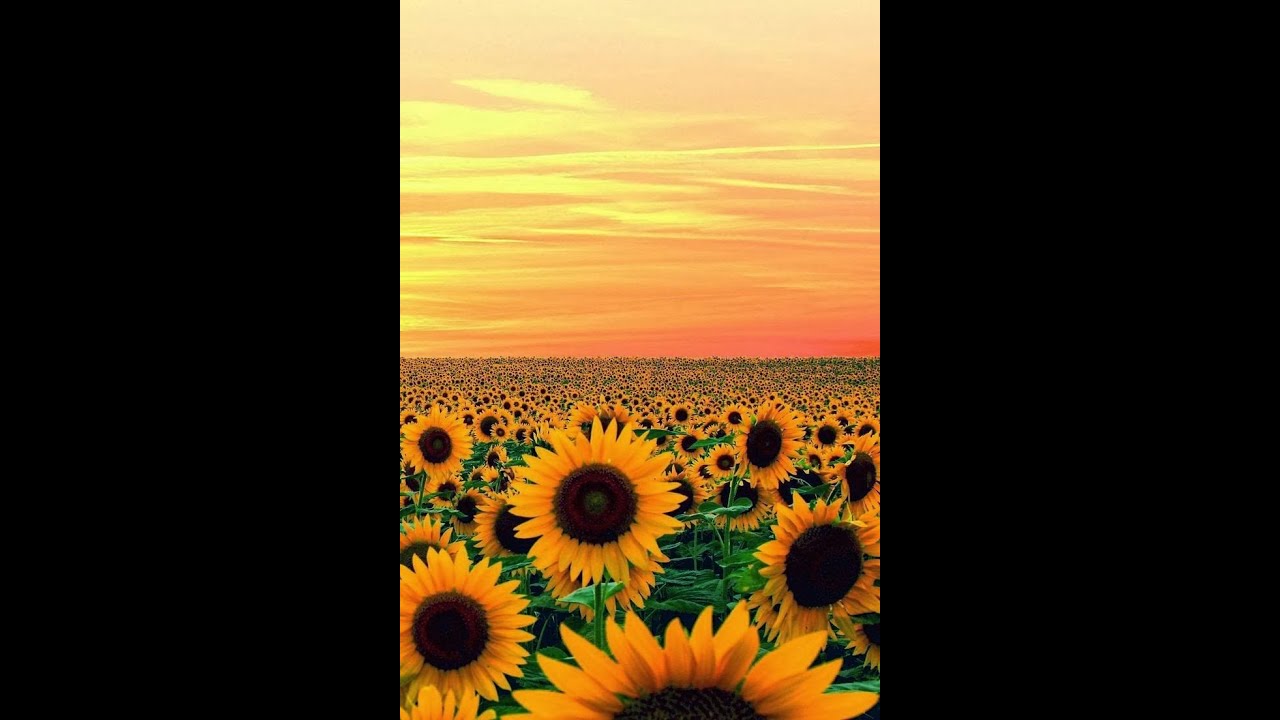 (FREE) Vietnam Type Beat "FLOWER 2" | RnB Type Beat | ProdbyHUGGI - YouTube