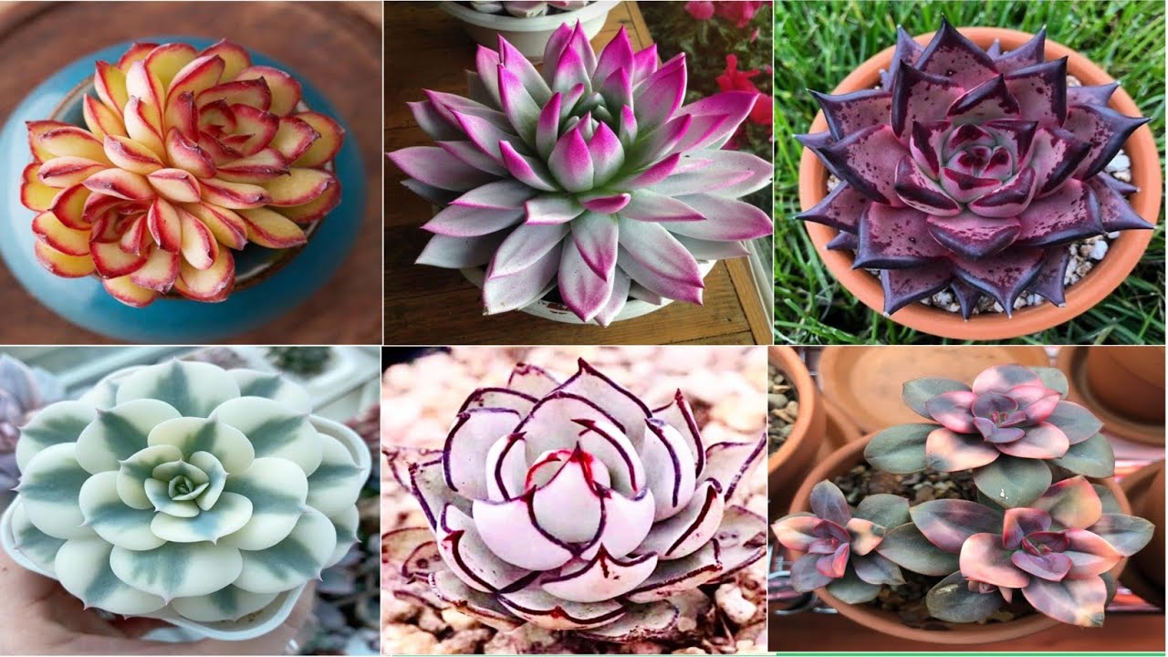 34 Best Variegated Succulent Plants | Beautiful Variegated Succulents ...